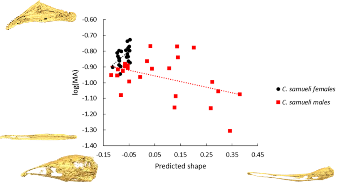 From Armament to Ornament: Performance Trade-Offs in the Sexual ...