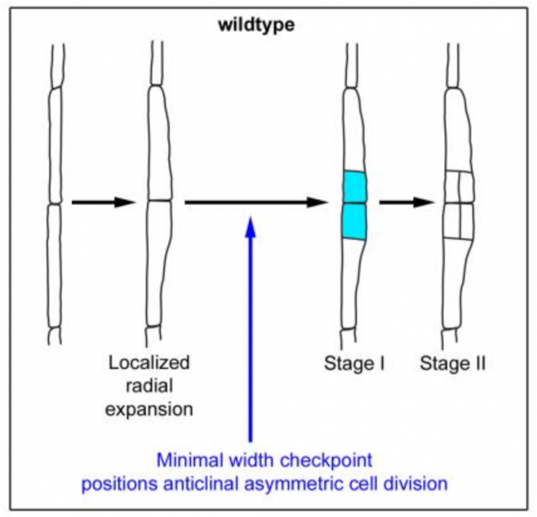 The expa1-1 mutant reveals a new biophysical lateral root organogenesis ...