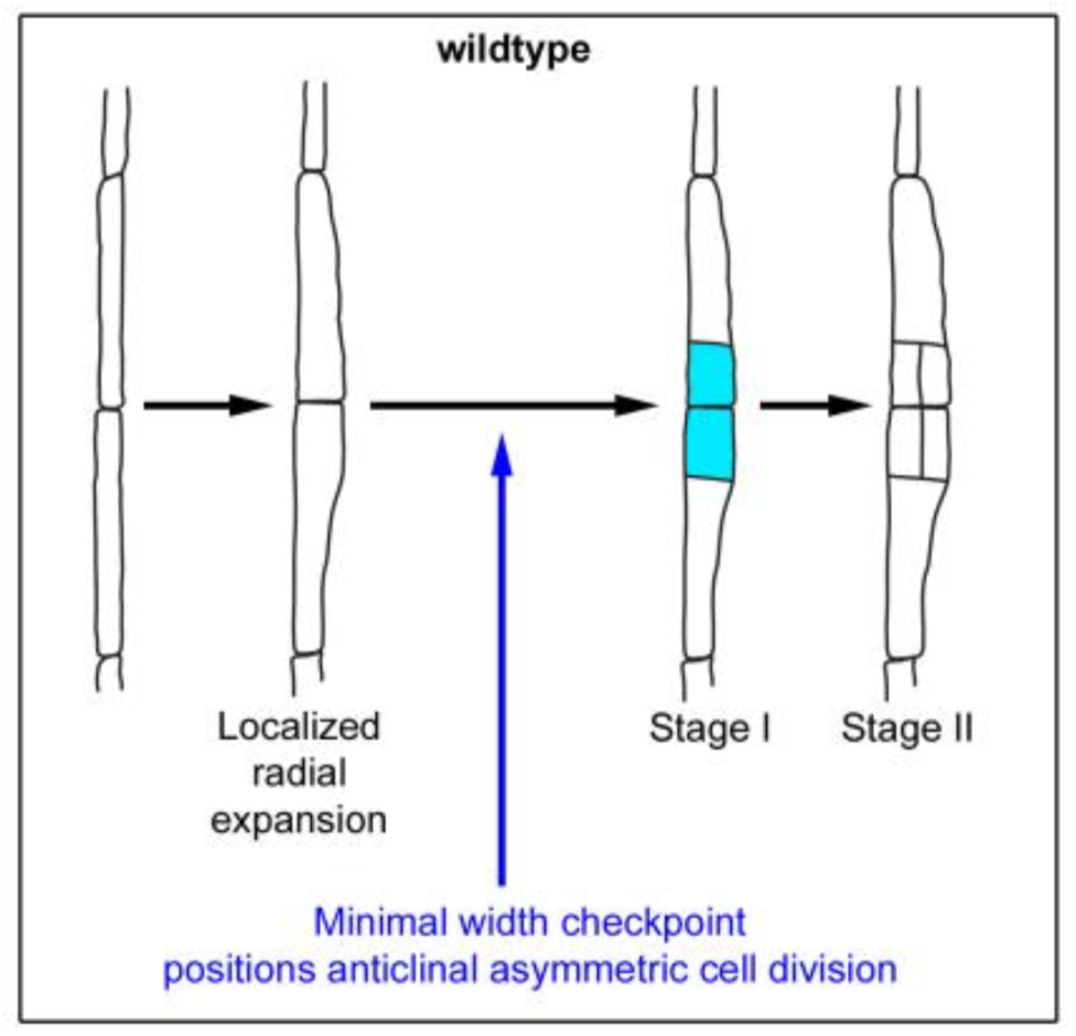 The expa1-1 mutant reveals a new biophysical lateral root organogenesis ...