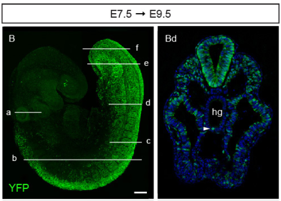 Lineage tracing axial progenitors using Nkx1.2CreERT2 mice defines ...
