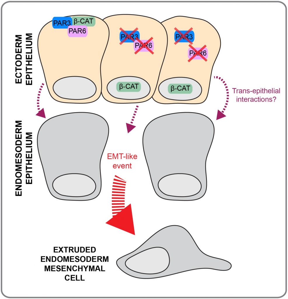 Germ layer specific regulation of cell polarity and adhesion gives ...