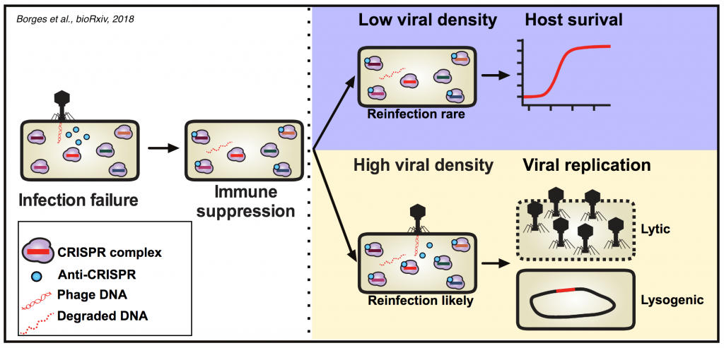 Bacteriophage cooperation suppresses CRISPR-Cas3 and Cas9 immunity ...