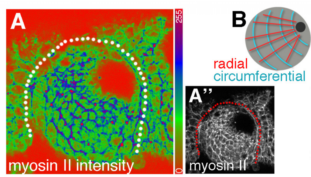 Radially-patterned cell behaviours during tube budding from an ...
