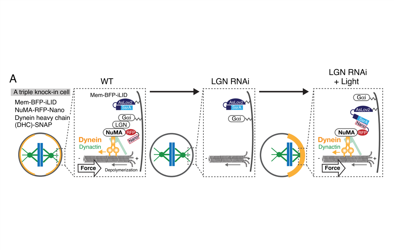 Optogenetic reconstitution reveals that Dynein-Dynactin-NuMA clusters ...