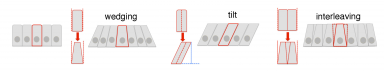 Radially-patterned cell behaviours during tube budding from an ...