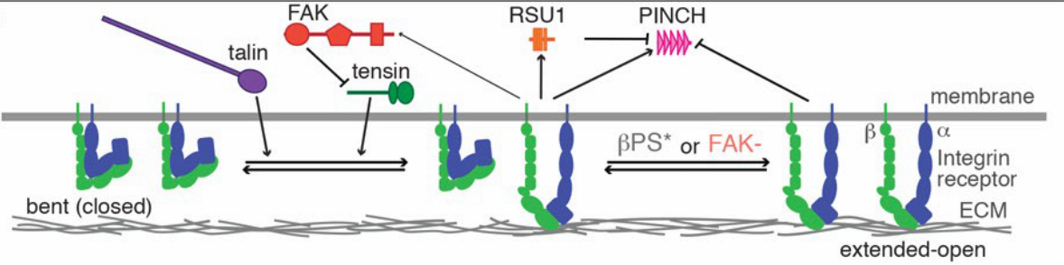 Novel functions for integrin-associated proteins revealed by myofibril ...