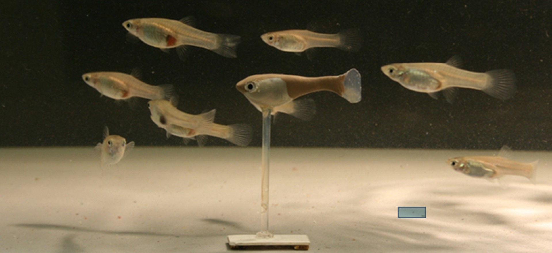 Using a robotic fish to investigate individual differences in social ...