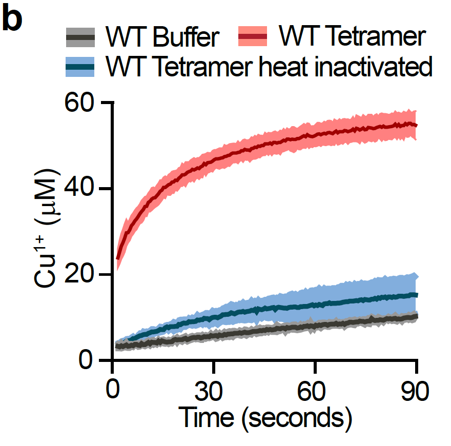The Histone H3-H4 Tetramer is a Copper Reductase Enzyme - preLights