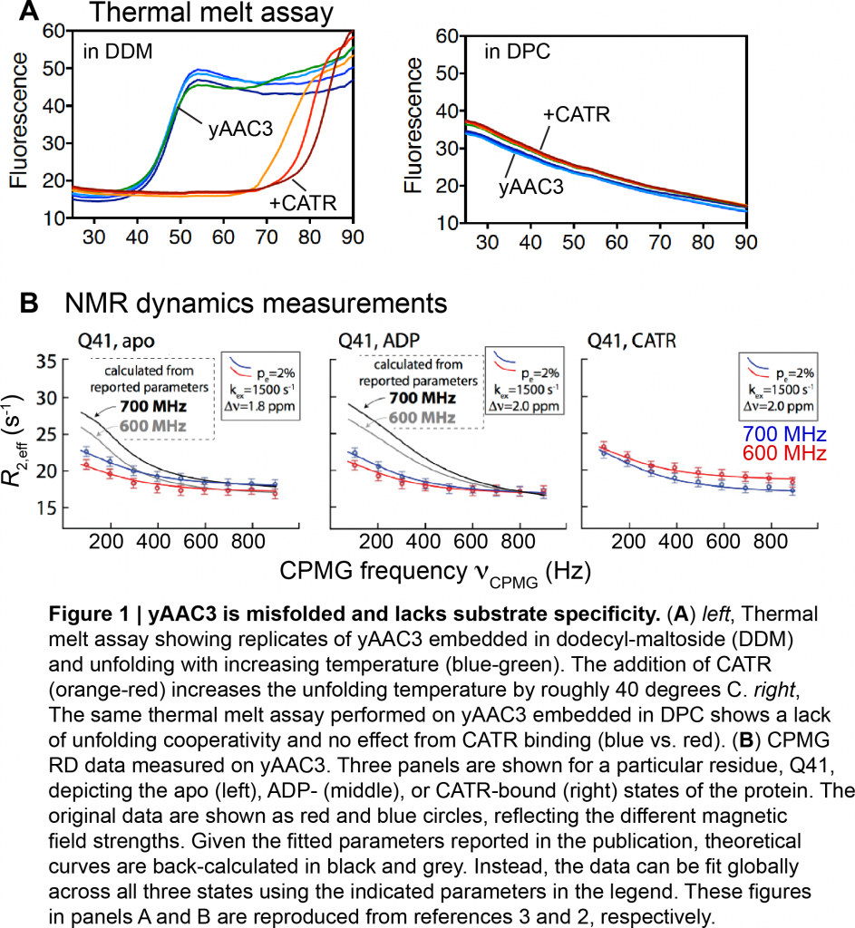 Dynamics and interactions of ADP/ATP transporter AAC3 in DPC detergent ...