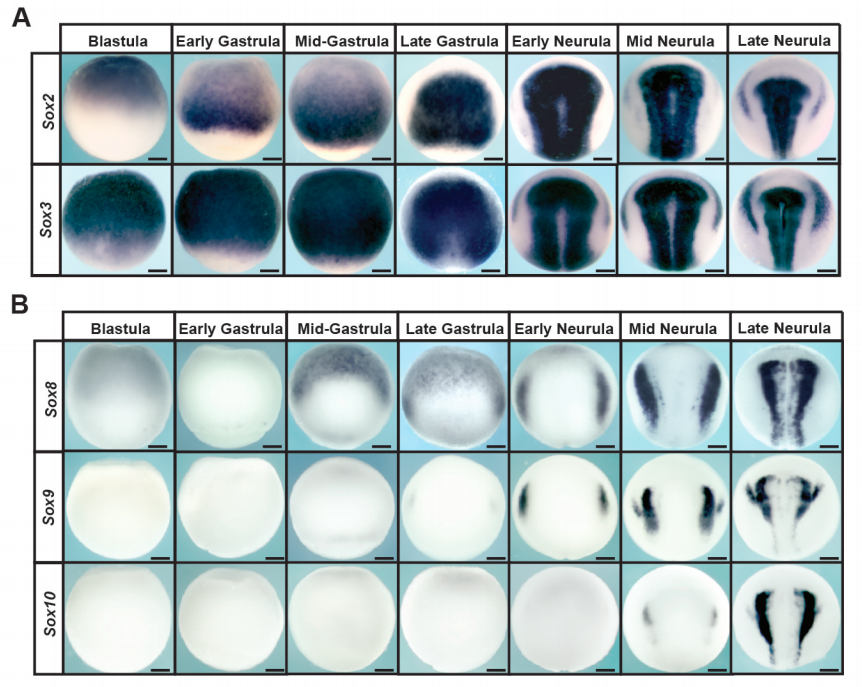 A transition from SoxB1 to SoxE transcription factors is essential for ...