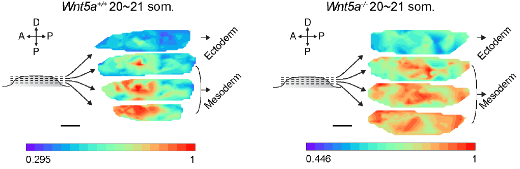 Three-dimensional tissue stiffness mapping in the mouse embryo supports ...