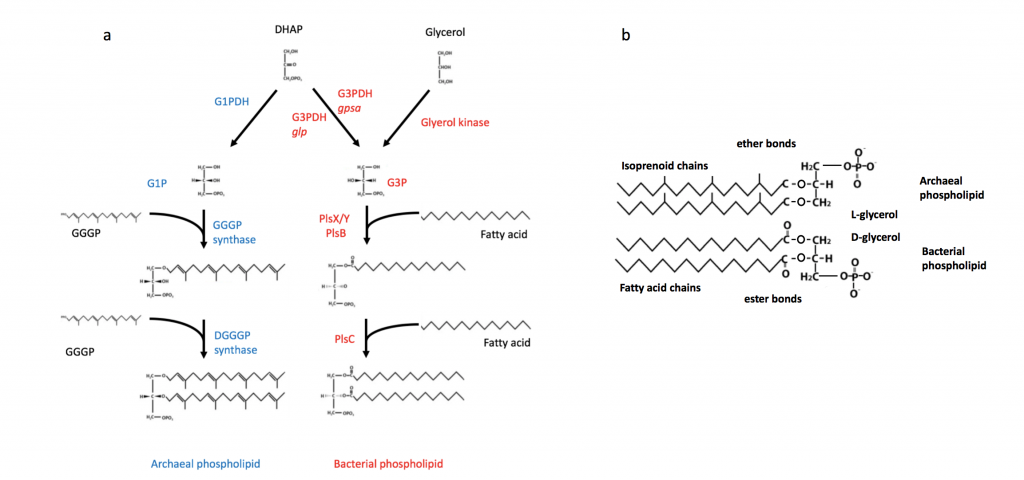Bridging the divide: bacteria synthesizing archaeal membrane lipids ...