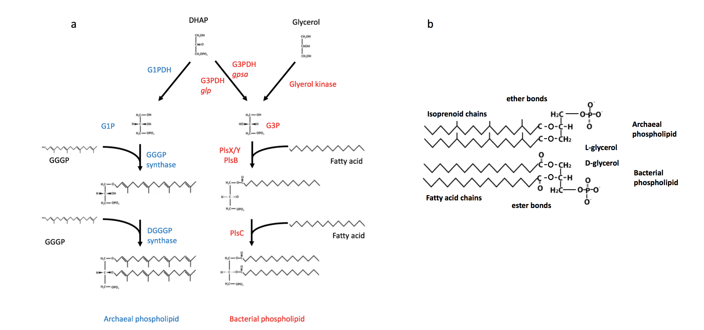 Bridging the divide: bacteria synthesizing archaeal membrane lipids ...