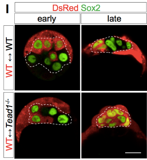 Epiblast formation by Tead-Yap-dependent expression of pluripotency ...