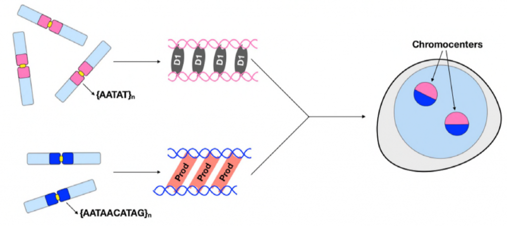 The modular mechanism of chromocenter formation in Drosophila - preLights