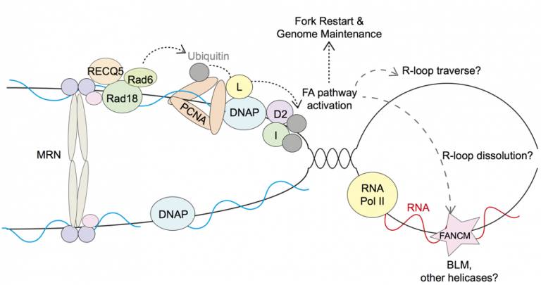 MRE11-RAD50-NBS1 activates Fanconi Anemia R-loop suppression at ...