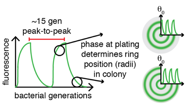 Variability of bacterial behavior in the mammalian gut captured using a ...