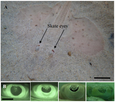 Elaborate pupils in skates may help camouflage the eye - preLights
