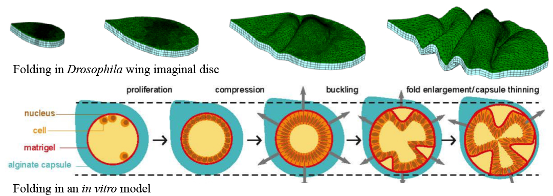 Planar differential growth rates determine the position of folds in ...