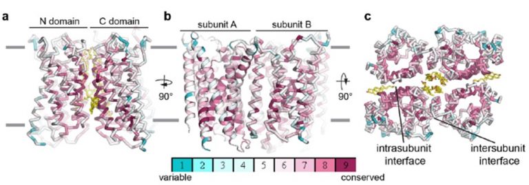 Structures of the Otopetrin Proton Channels Otop1 and Otop3 - preLights