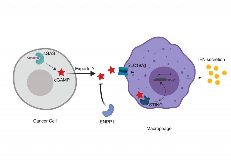 SLC19A1 is a cyclic dinucleotide transporter; SLC19A1 is an importer of ...