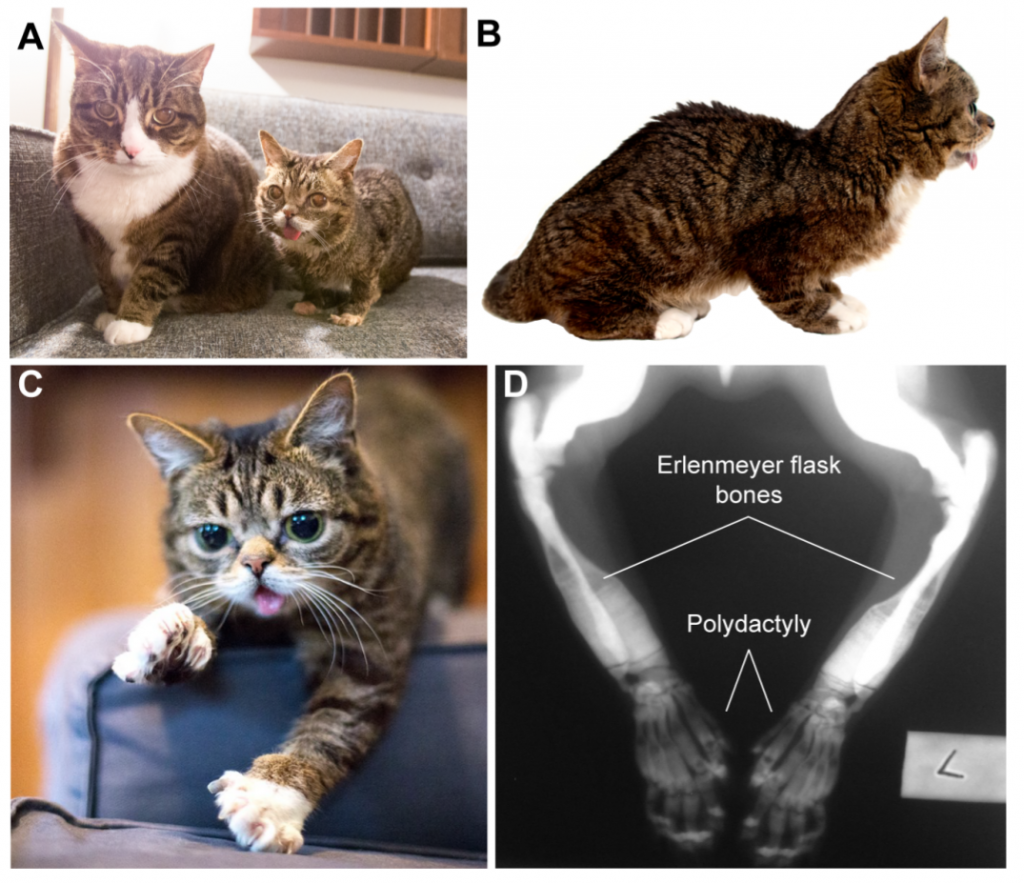Crowdfunded whole-genome sequencing of the celebrity cat Lil BUB ...