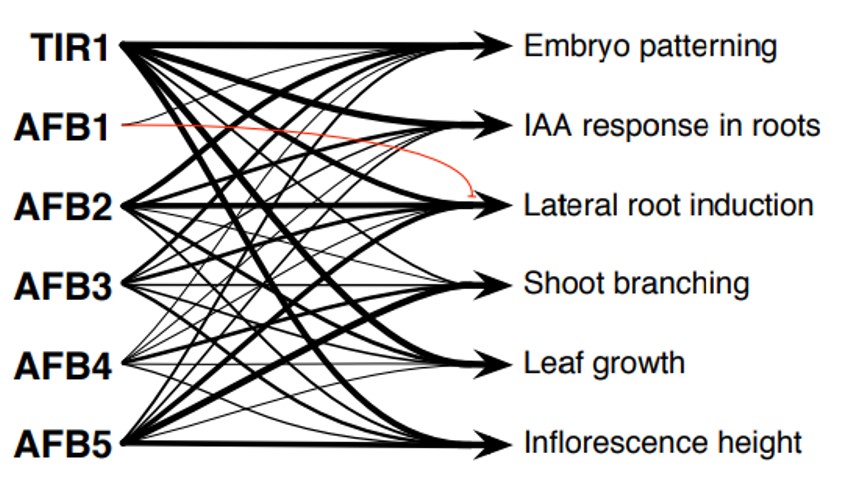 Members of the Arabidopsis auxin receptor gene family are essential ...