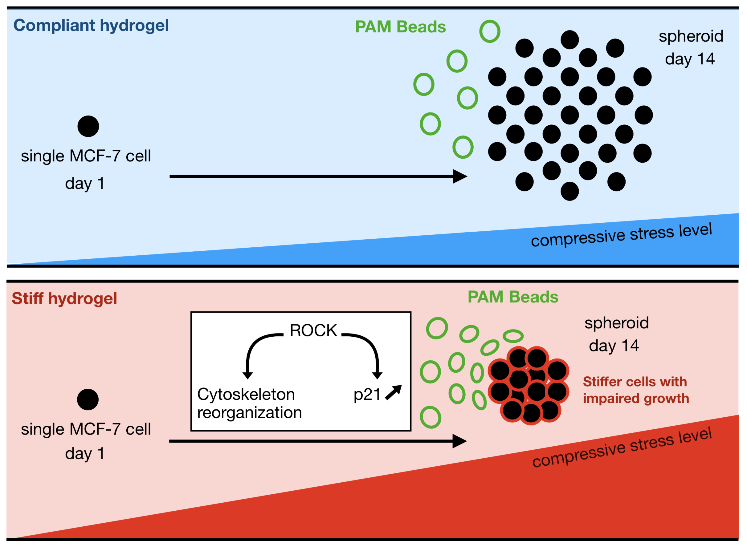 3D microenvironment stiffness regulates tumor spheroid growth and ...