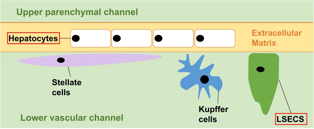 Liver-Chip: Reproducing Human and Cross-Species Toxicities - preLights