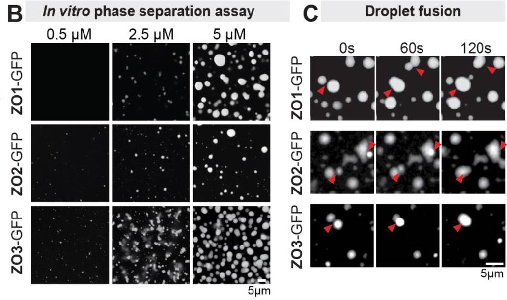 Phase separation of zonula occludens proteins drives formation of tight ...