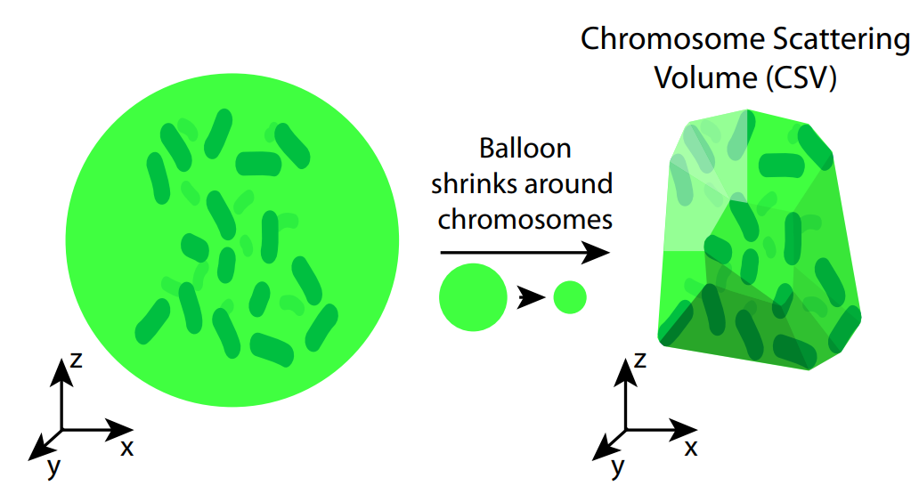 Contractile acto-myosin network on nuclear envelope remnants positions ...