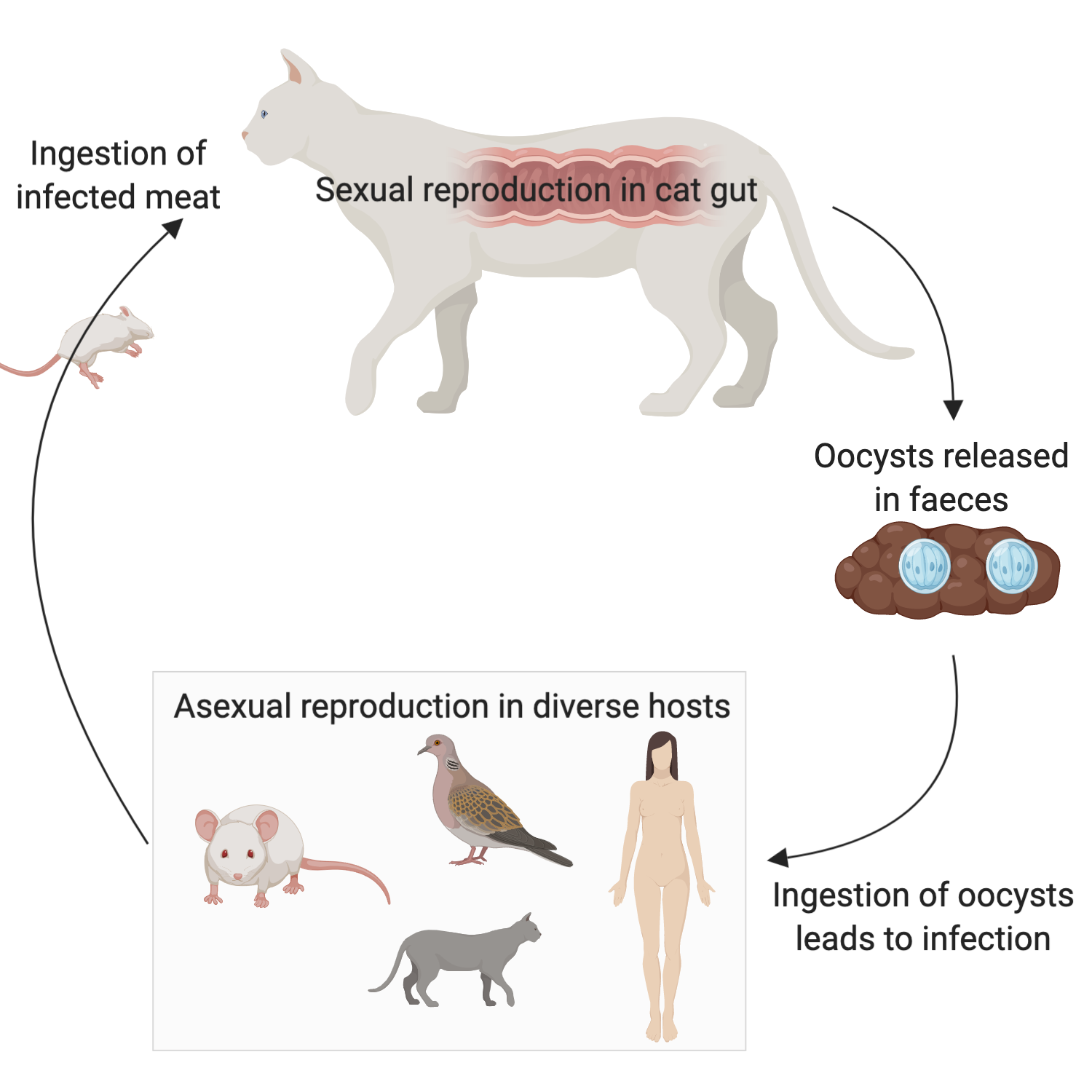 Toxo lifecycle - preLights