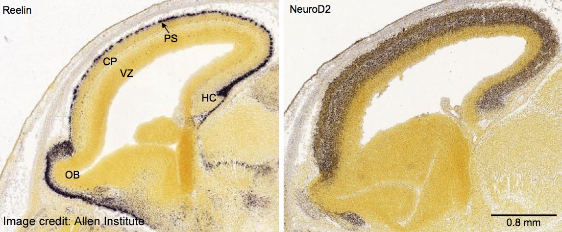 NEUROD2 represses Reelin expression and controls dendrite orientation ...