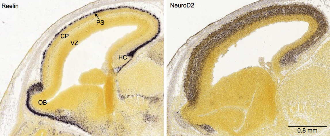 NEUROD2 represses Reelin expression and controls dendrite orientation ...