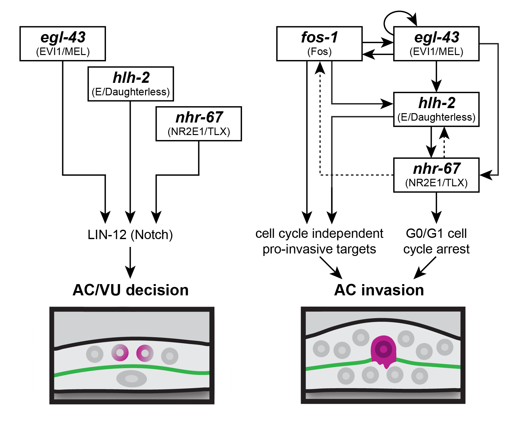 A developmental gene regulatory network for invasive differentiation of ...