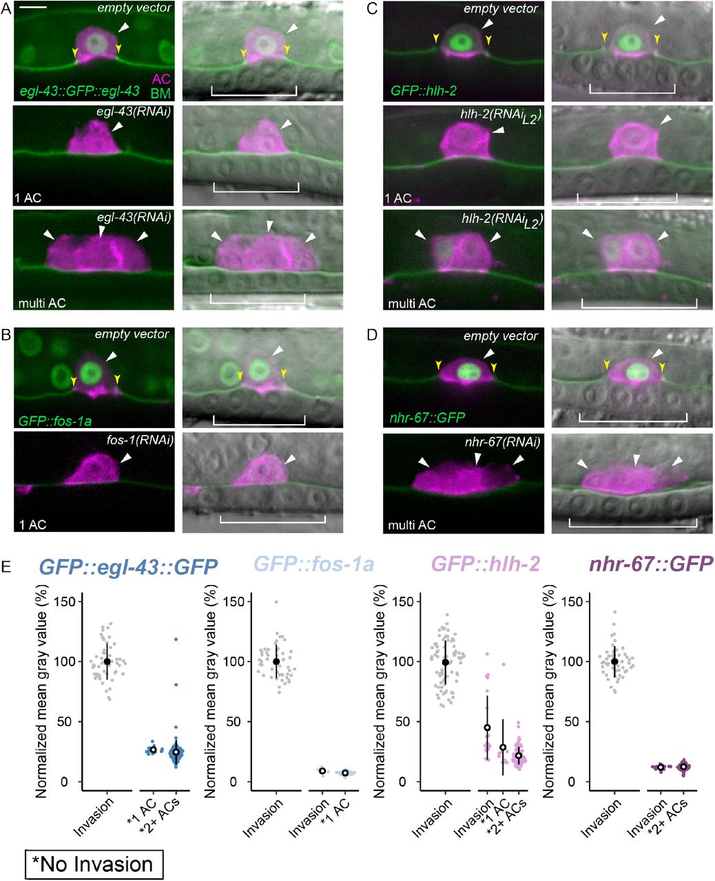 A developmental gene regulatory network for invasive differentiation of ...