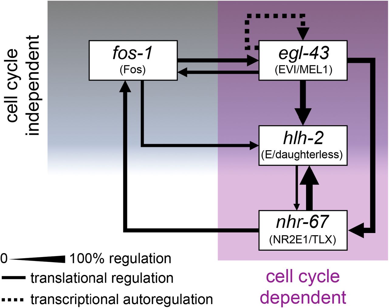 A developmental gene regulatory network for invasive differentiation of ...