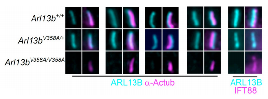 Arl13b regulates Sonic Hedgehog signaling from outside primary cilia ...