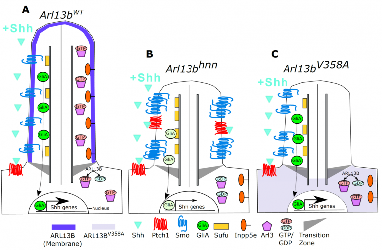 Arl13b regulates Sonic Hedgehog signaling from outside primary cilia ...