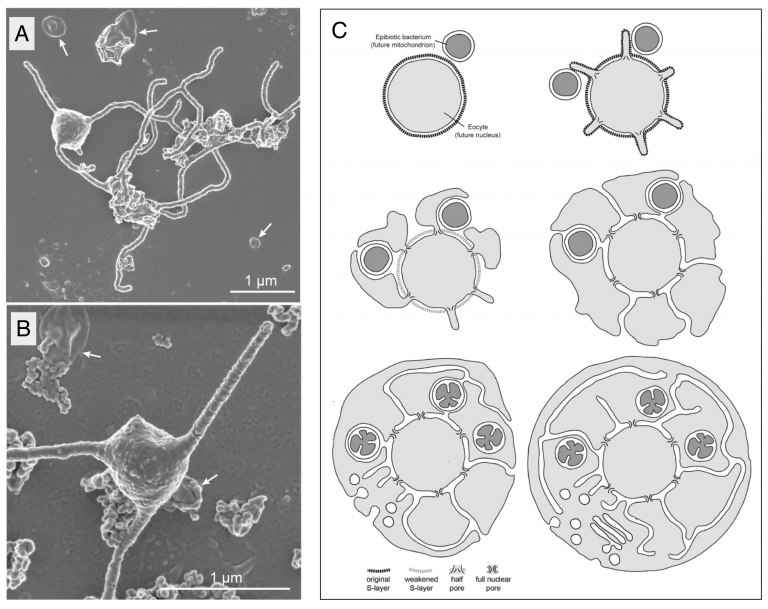 Isolation of an archaeon at the prokaryote-eukaryote interface - preLights