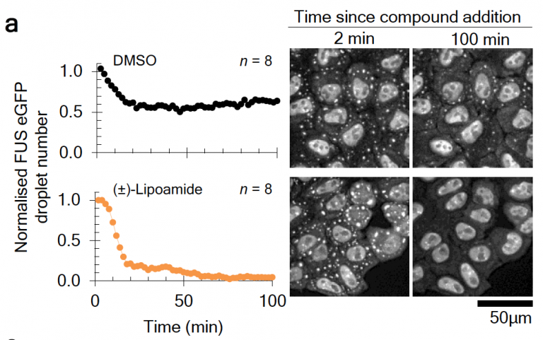 Small molecules for modulating protein driven liquid-liquid phase ...