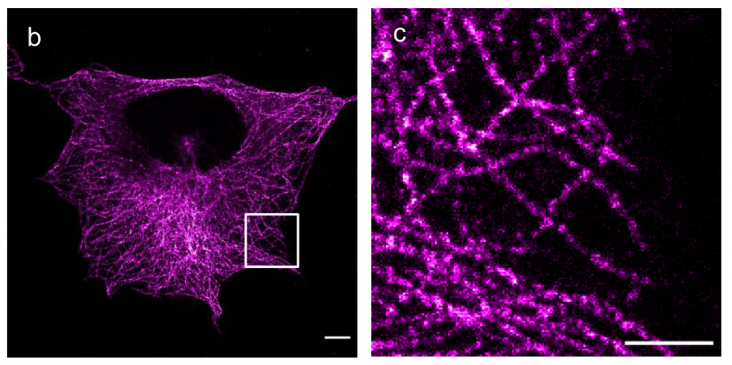 Label-retention expansion microscopy; Evaluation of direct grafting ...