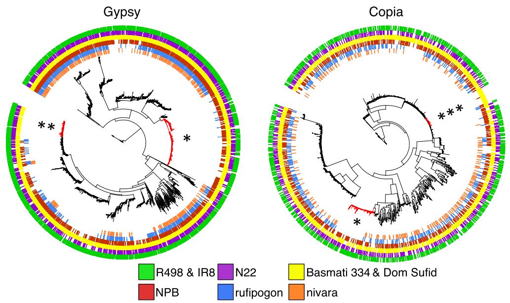 Nanopore-based genome assembly and the evolutionary genomics of basmati ...
