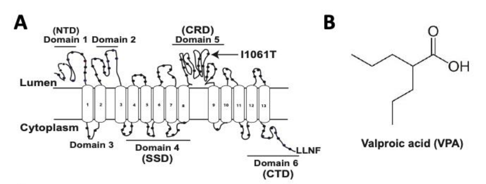 Correction of Niemann-Pick type C1 disease with the histone deacetylase ...