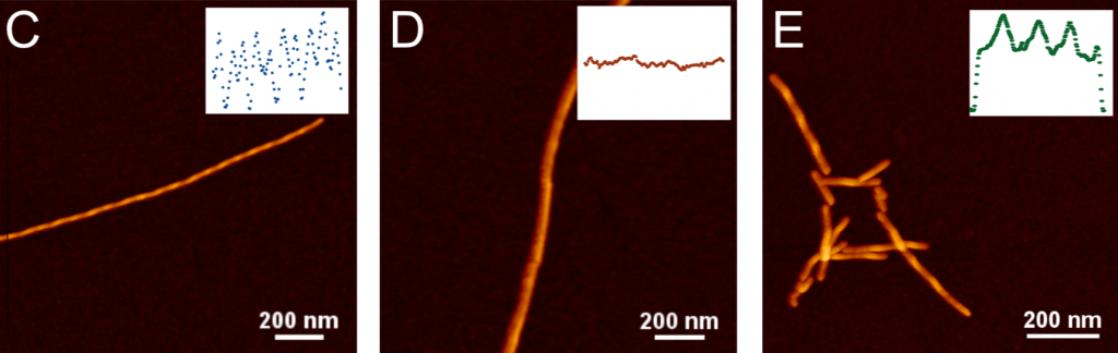 The properties of α-synuclein secondary nuclei are dominated by the ...