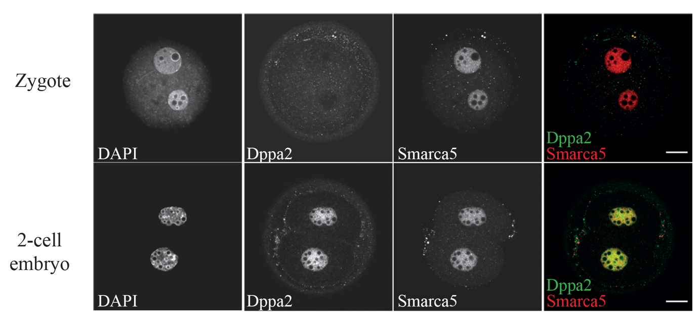 A single-cell transcriptomics CRISPR-activation screen identifies new ...