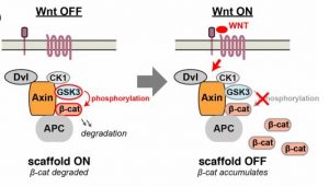 The Wnt pathway scaffold protein Axin promotes signaling specificity by ...