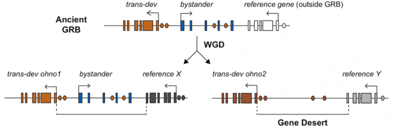 Ancient genomic regulatory blocks are a major source for gene deserts ...