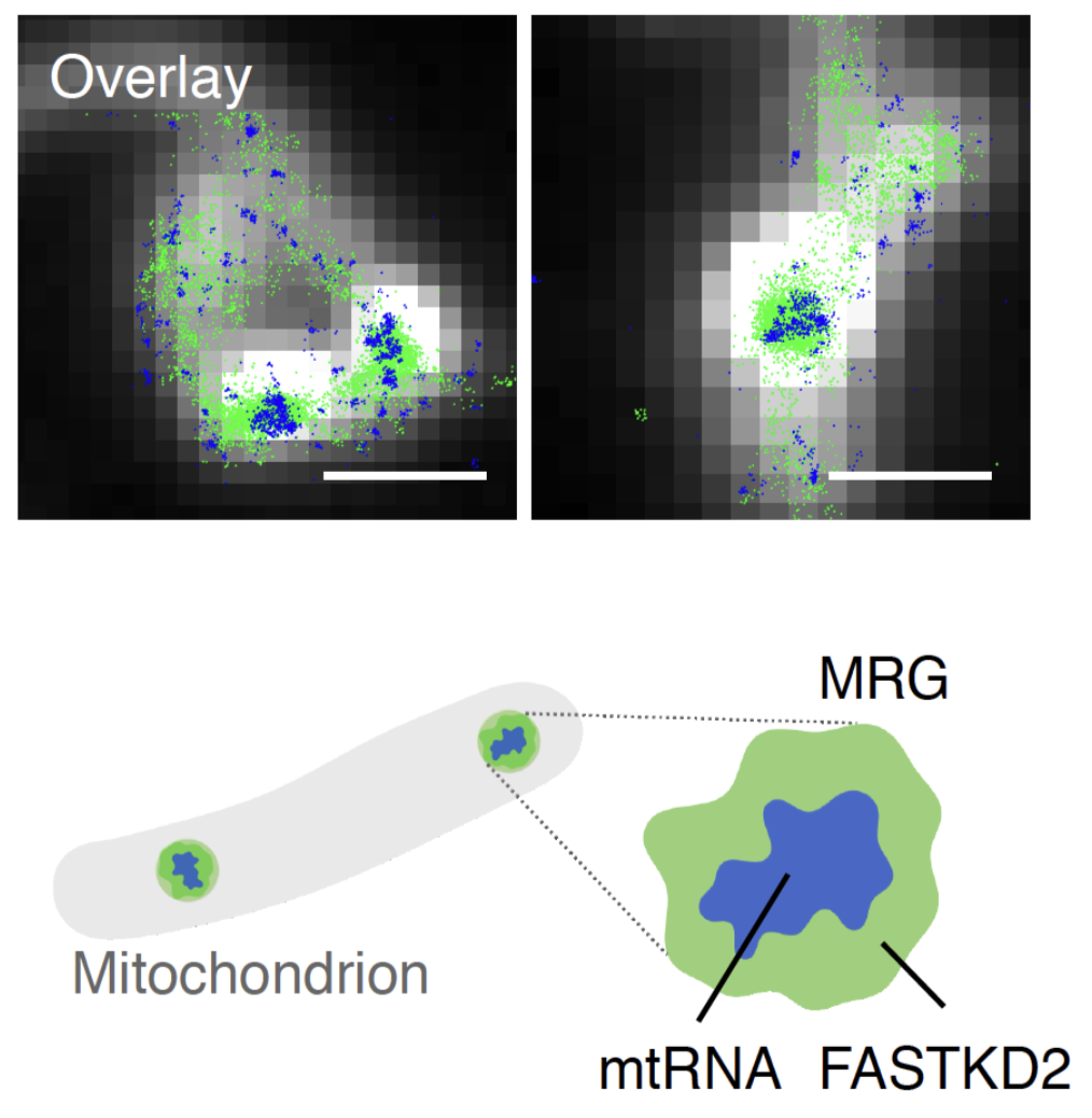 Mitochondrial RNA granules are fluid condensates, positioned by ...