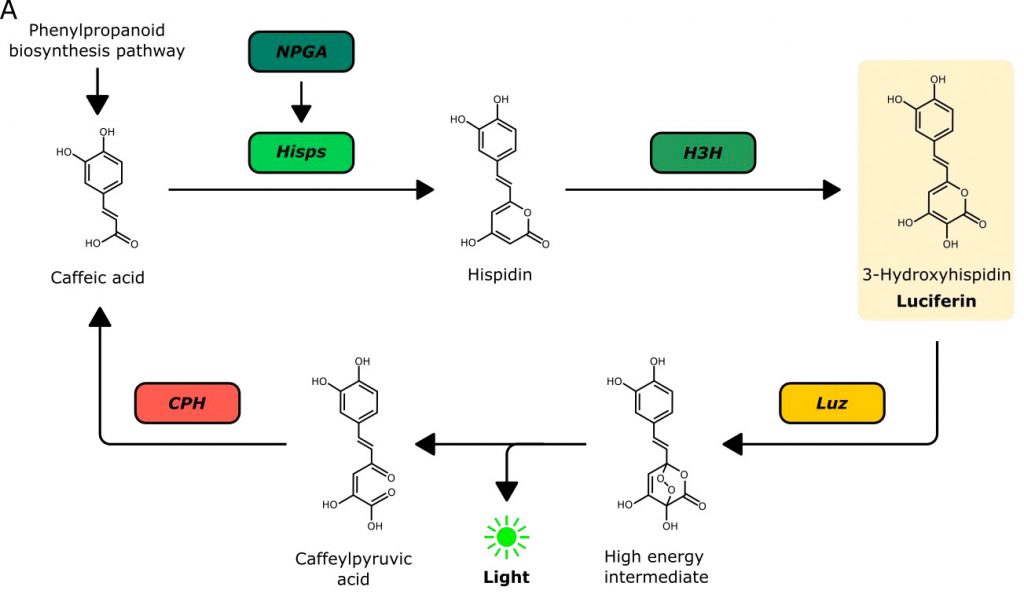 Building customizable auto-luminescent luciferase-based reporters in ...